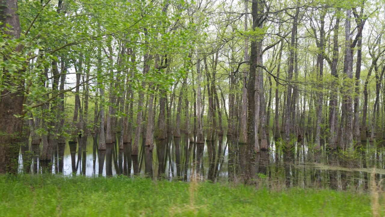 Mississippi Forest Mapping - Conservation Biology Institute