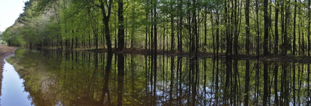 Mississippi CRP Forest Remote Sensing with Preliminary Global Ecosystem ...