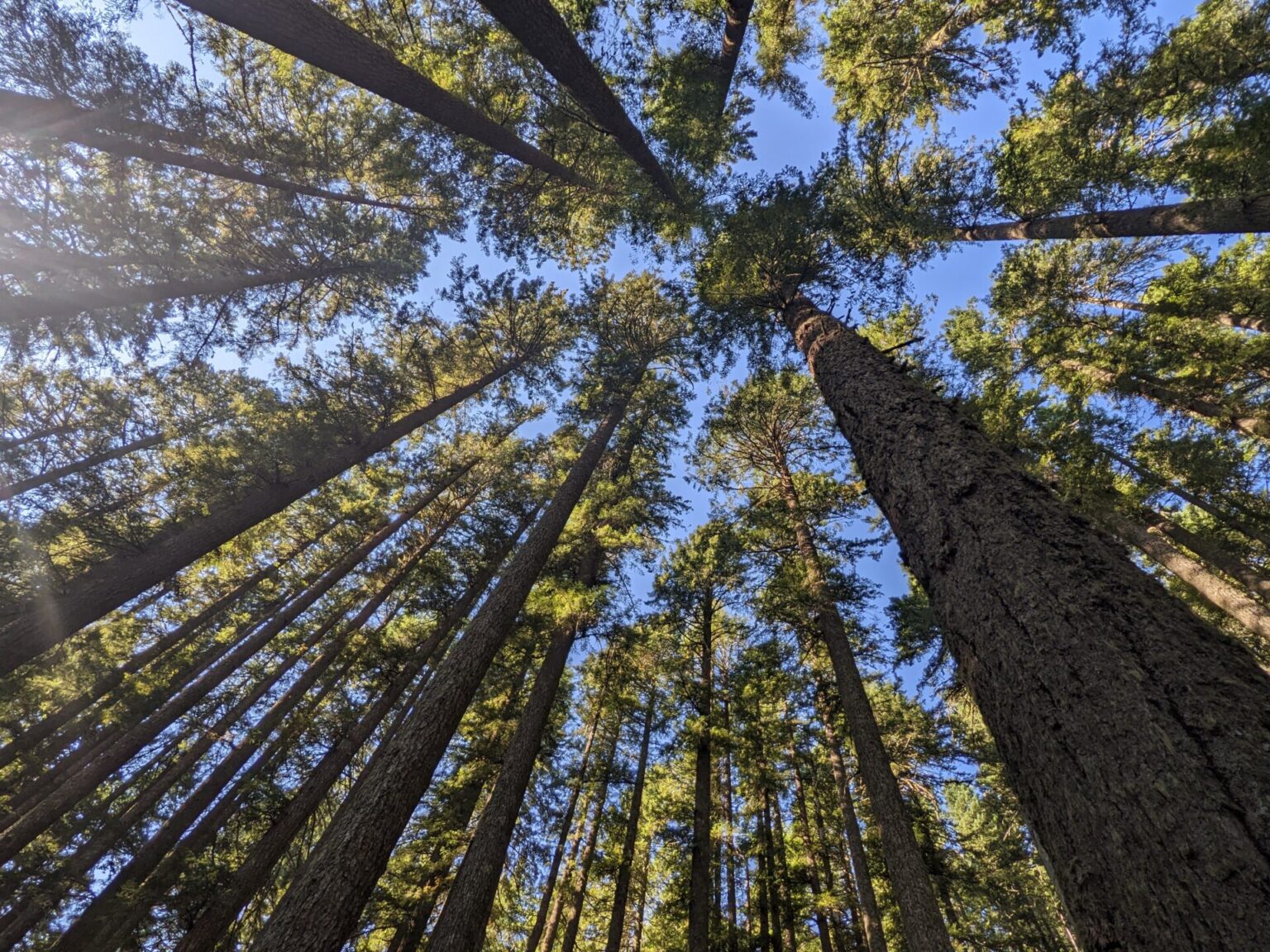 Forest Intactness Database - Conservation Biology Institute