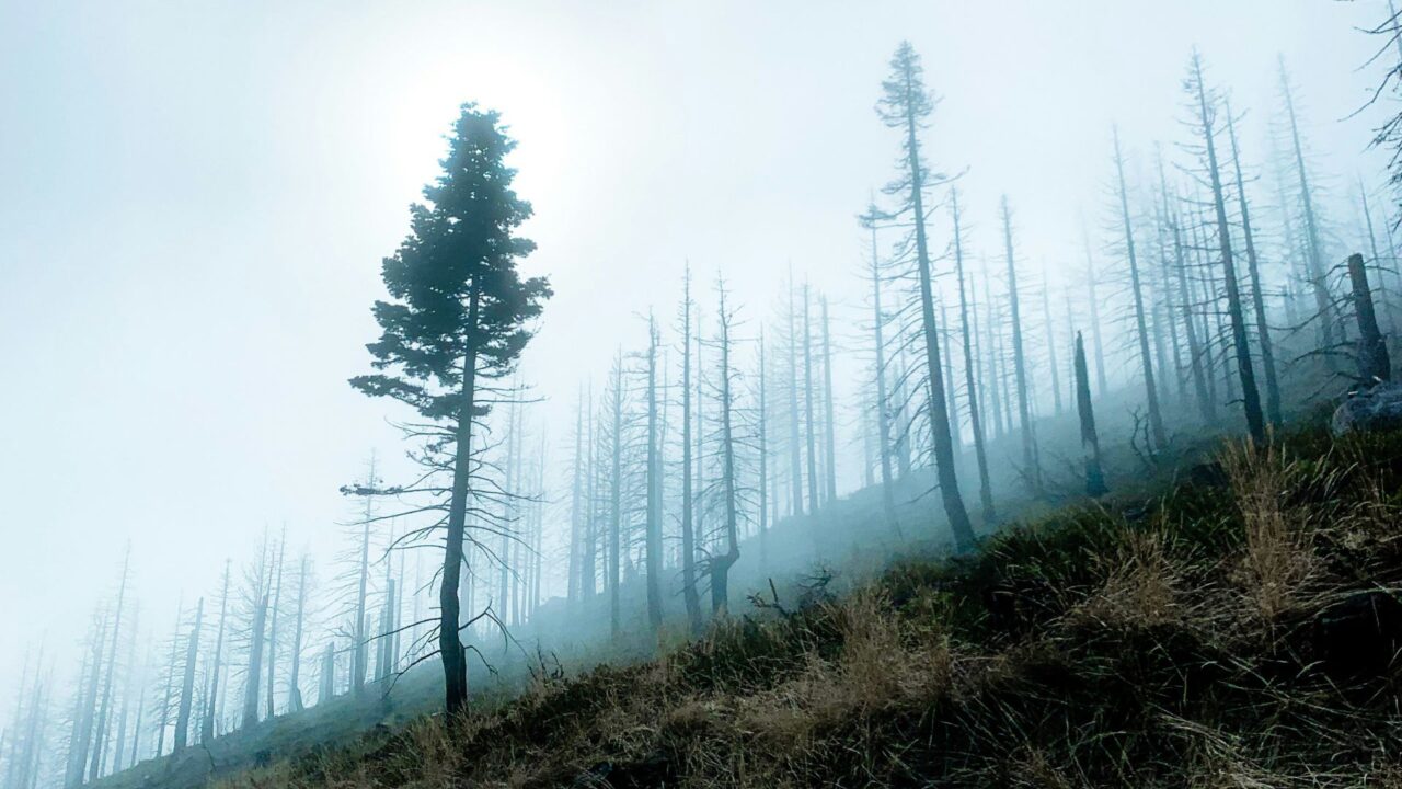 Simulating landscape-scale effects of fuel treatments on fire regimes ...