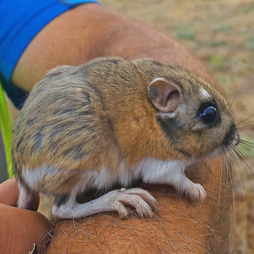 Stephens’ Kangaroo Rat Rangewide Management and Monitoring Plan ...