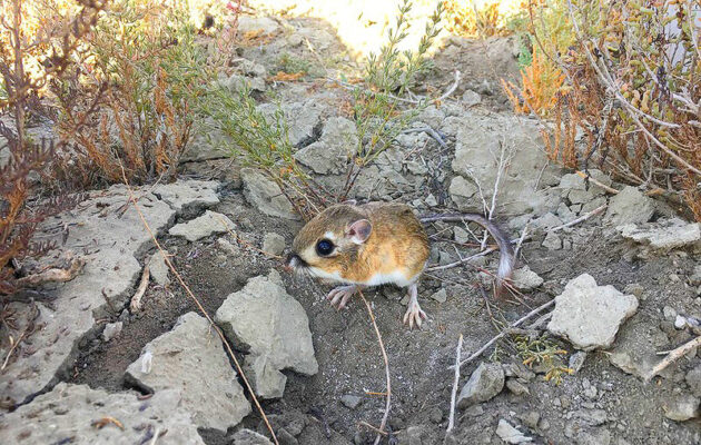 Stephens’ Kangaroo Rat Rangewide Management and Monitoring Plan ...