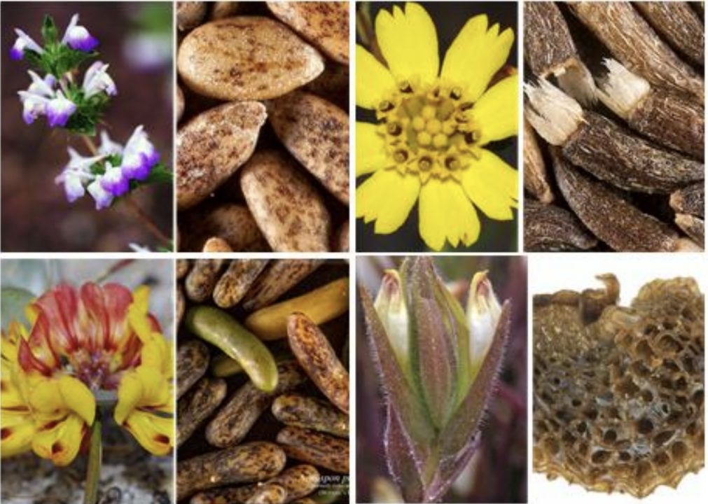 Management Strategic Plan Seed Collection, Banking, and Bulking Plan ...