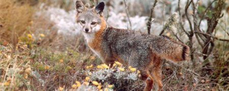A Population Monitoring Framework for Five Subspecies of Island Fox ...