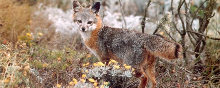 A Population Monitoring Framework for Five Subspecies of Island Fox ...