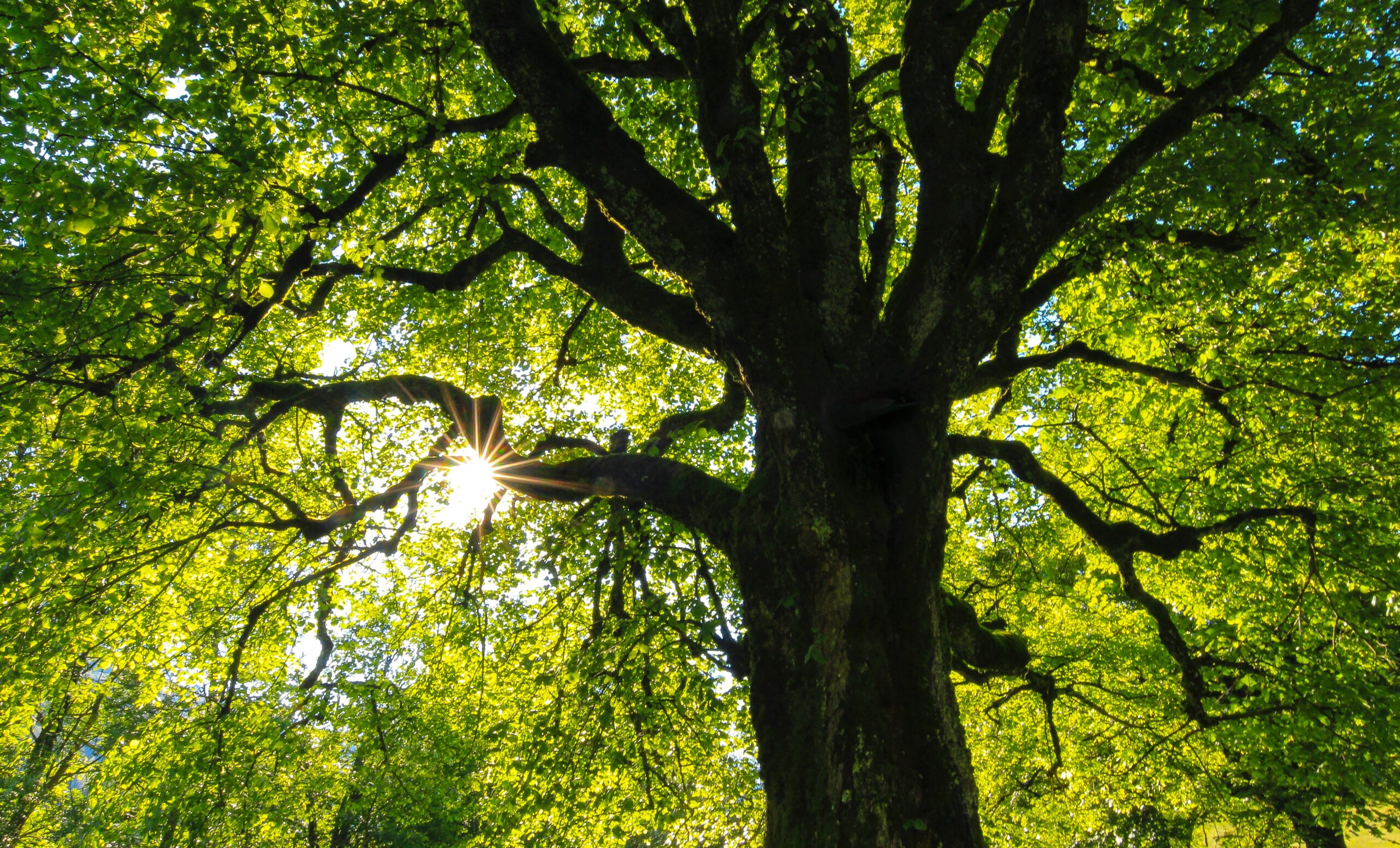Mapping Habitat Connectivity Priority Areas That Are Climate Wise And