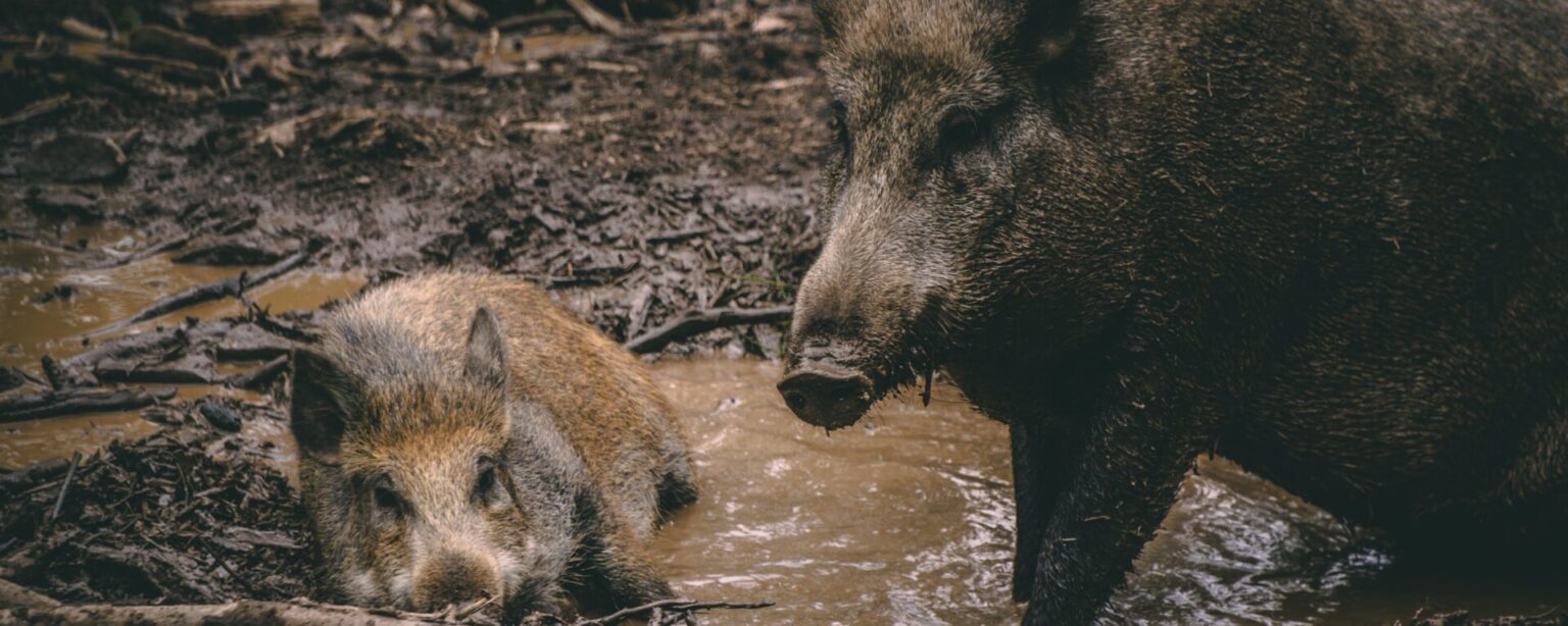 An Assessment of Potential Impacts of Feral Pigs (Sus scrofa) in ...