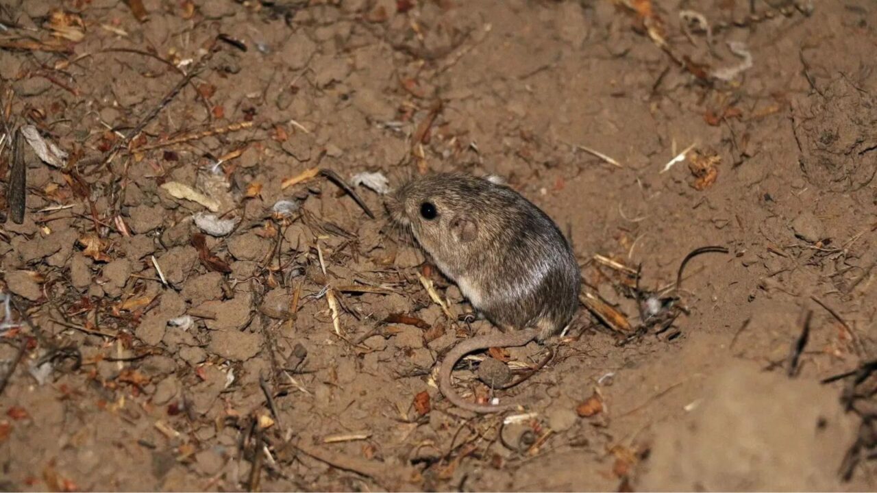 Hierarchical genetic structure in fragmented populations of the little ...