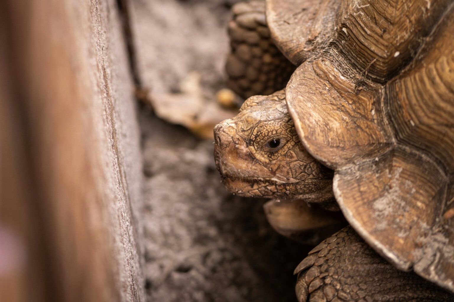 Renewable Energy in the Desert - Conservation Biology Institute