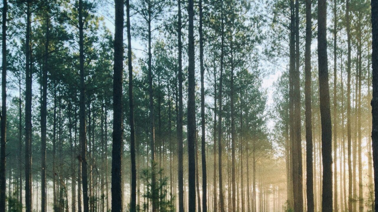 The relative impacts of vegetation, topography and spatial arrangement ...