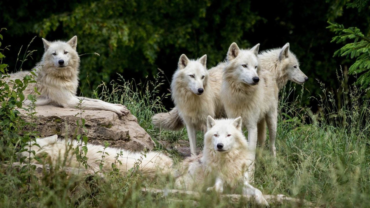 Alexandra Syphard - Conservation Biology Institute