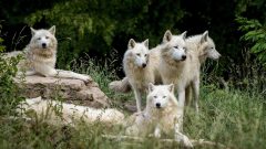 William J. Ripple - Conservation Biology Institute