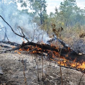 Fire-driven vegetation type conversion in Southern California ...