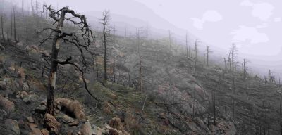 PBS Spotlights Dr. Alexandra Syphard - Conservation Biology Institute