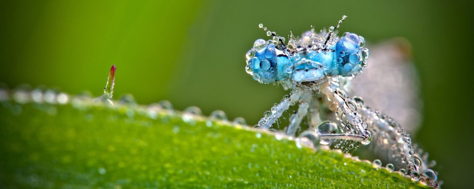Framework Management and Monitoring Plan Ramona Grasslands Open Space ...