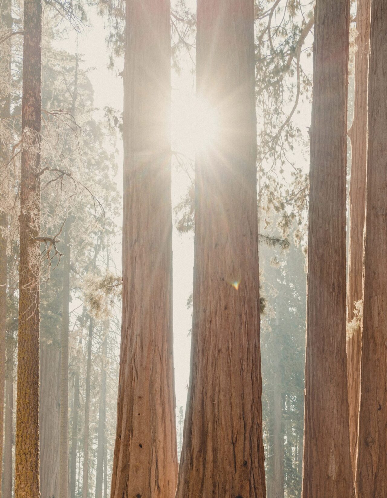 Giant Sequoia Data Portal - Conservation Biology Institute